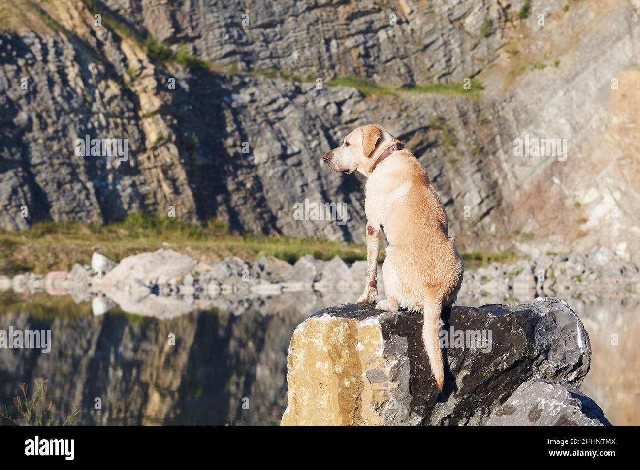 Dog sitting on rock hi-res stock photography and images - Alamy