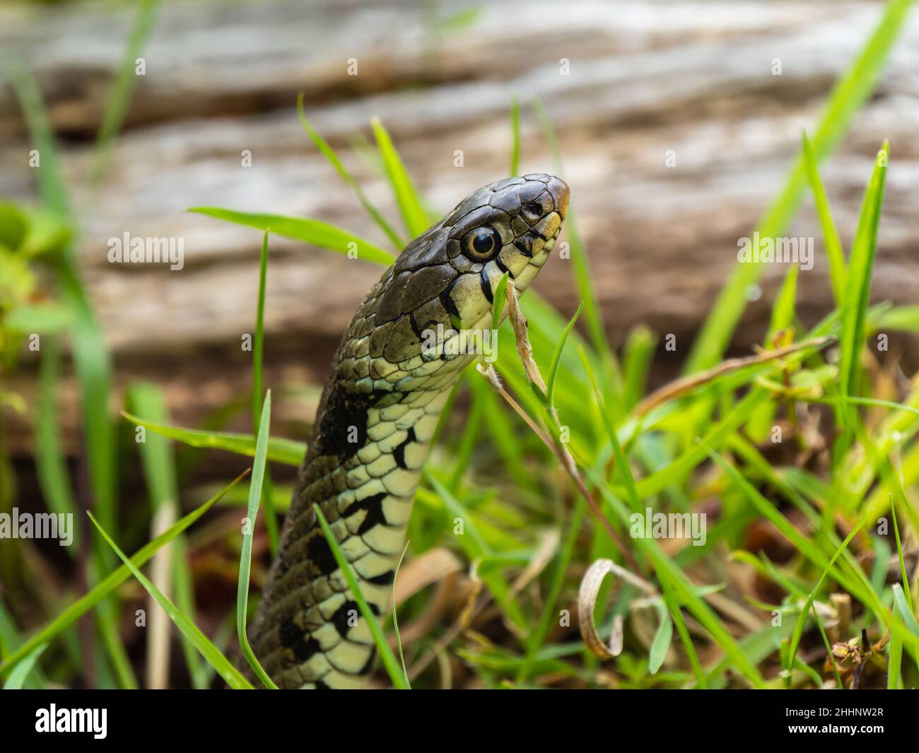 Grass snake natrix natrix surrey hi-res stock photography and images ...