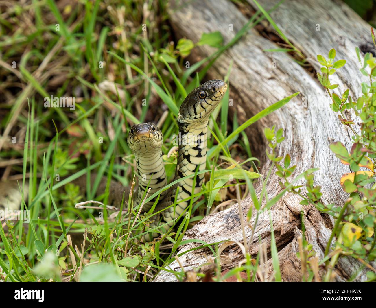Grass snake natrix natrix surrey hi-res stock photography and images ...