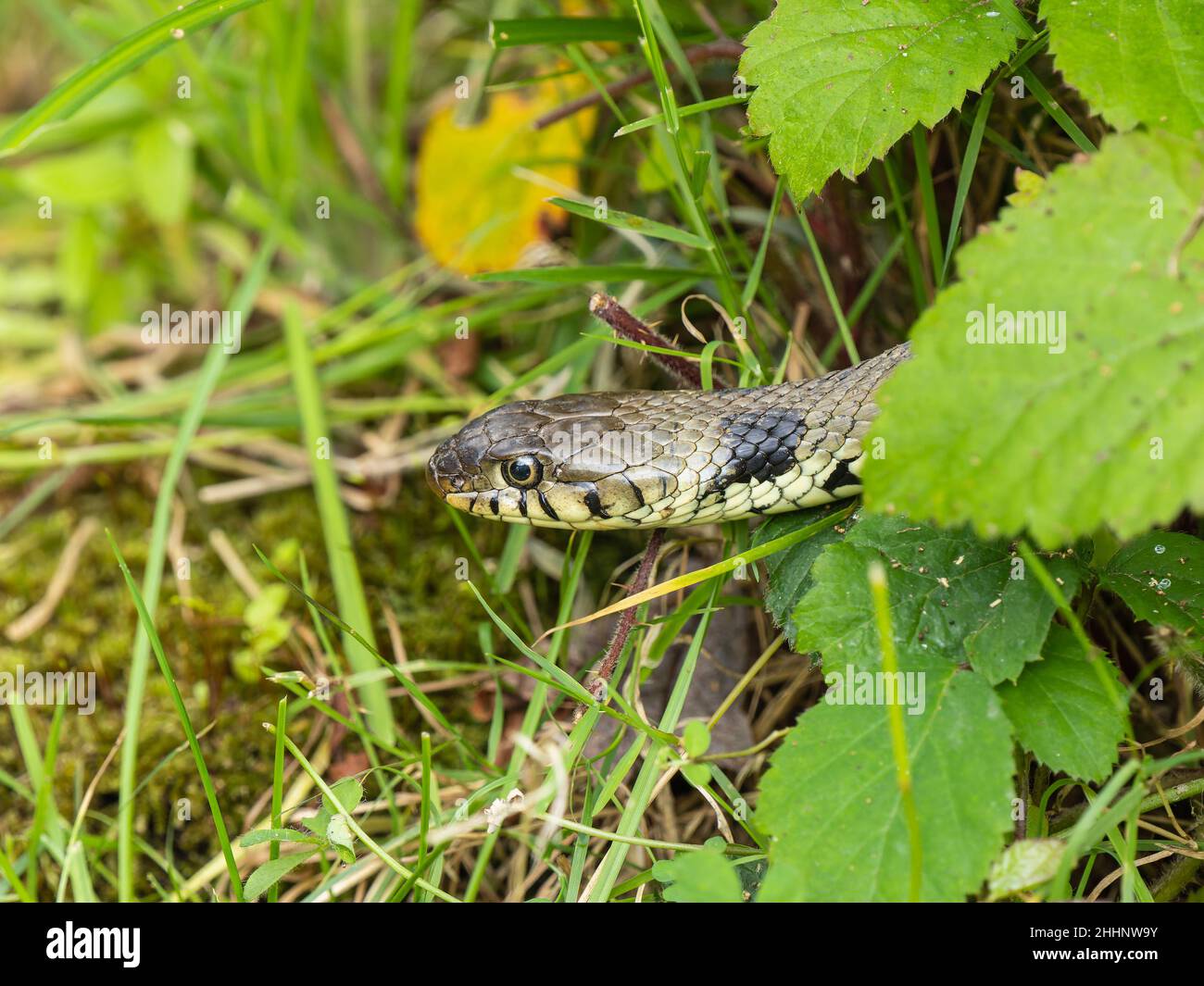 Grass snake natrix natrix surrey hi-res stock photography and images ...