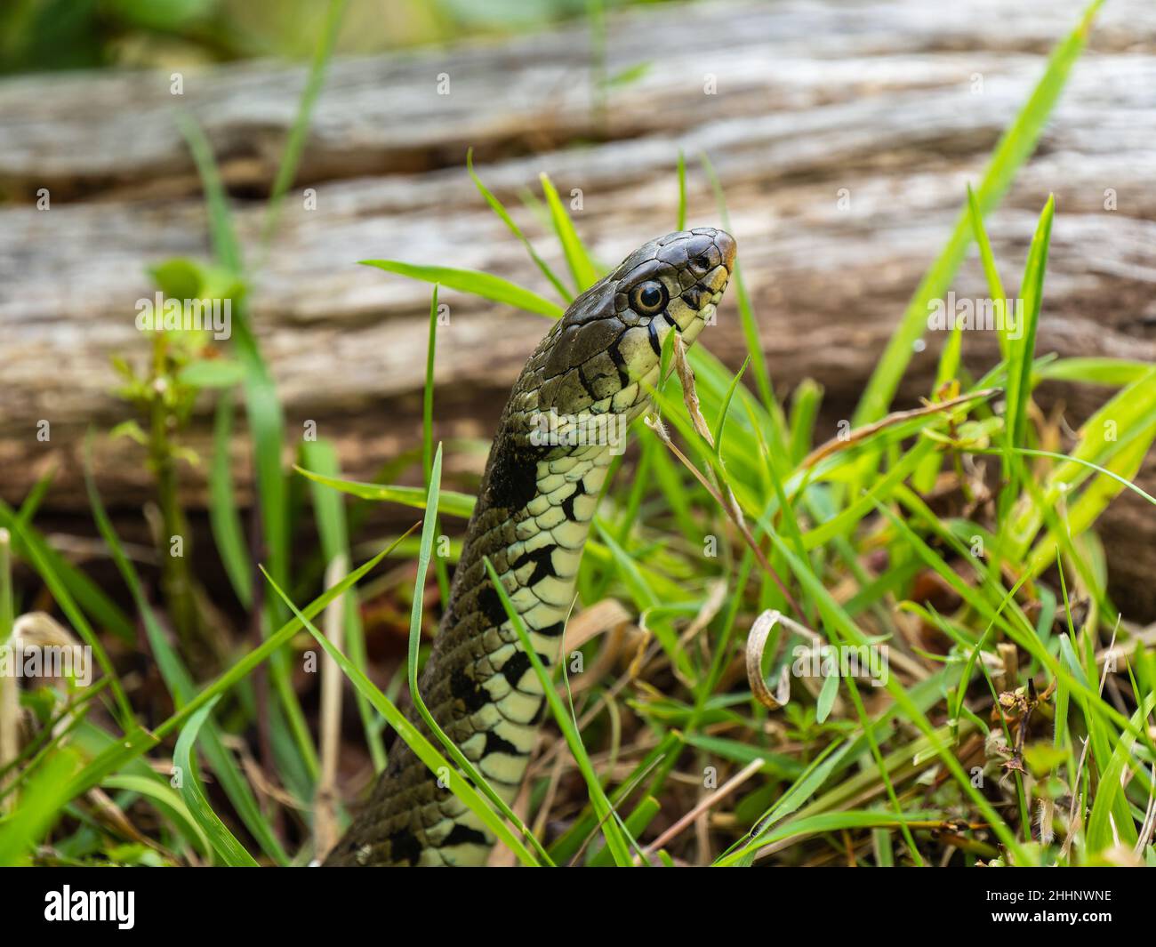 Grass snake natrix natrix surrey hi-res stock photography and images ...