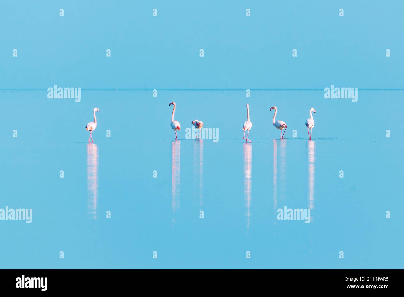 Flock of pink flamingos walking and feeding in the blue water Stock ...