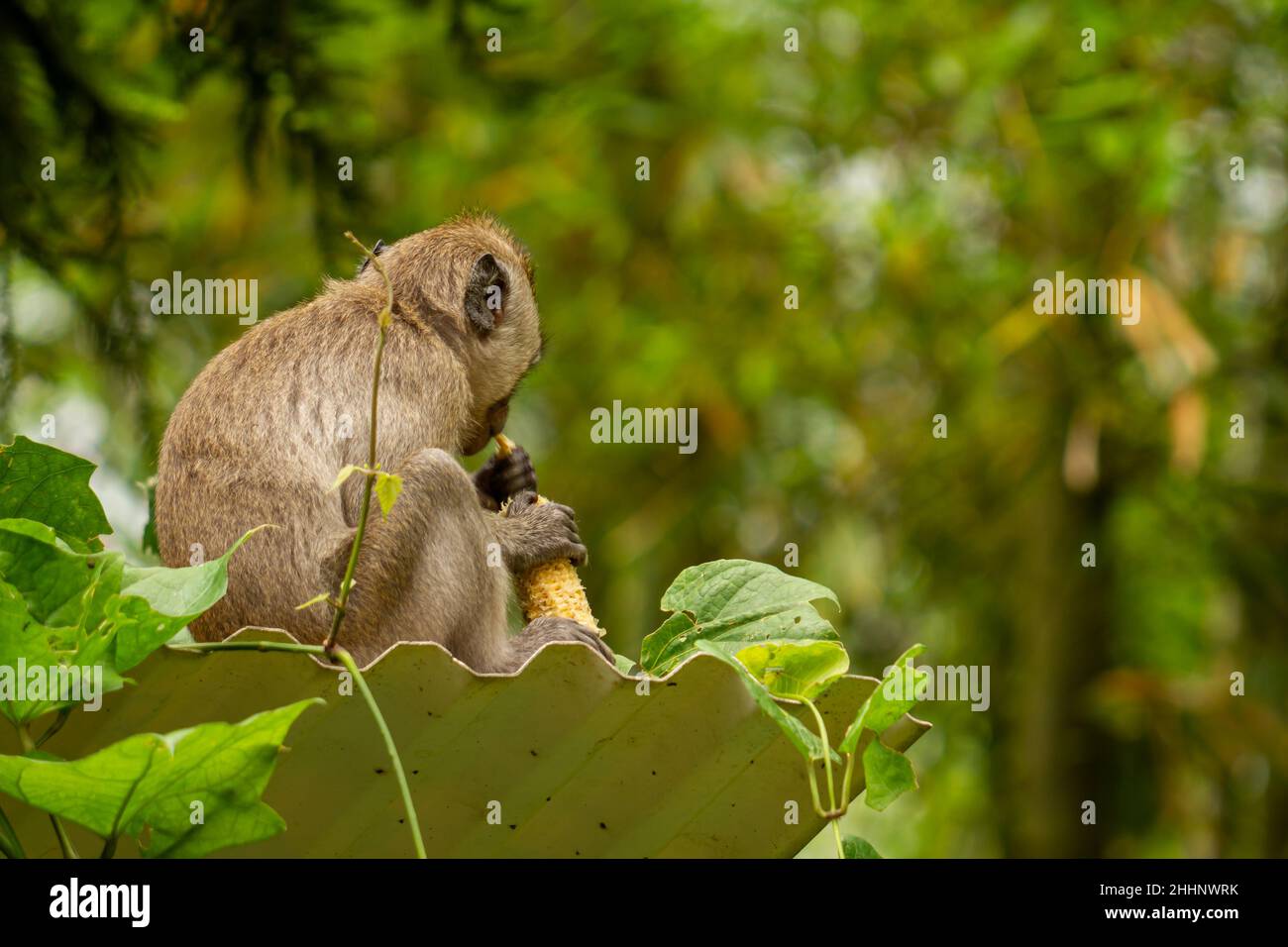 A wild monkey that came down the mountain due to an eruption, is eating ...