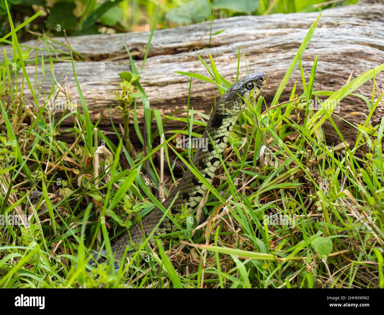 Grass snake portrait hi-res stock photography and images - Alamy