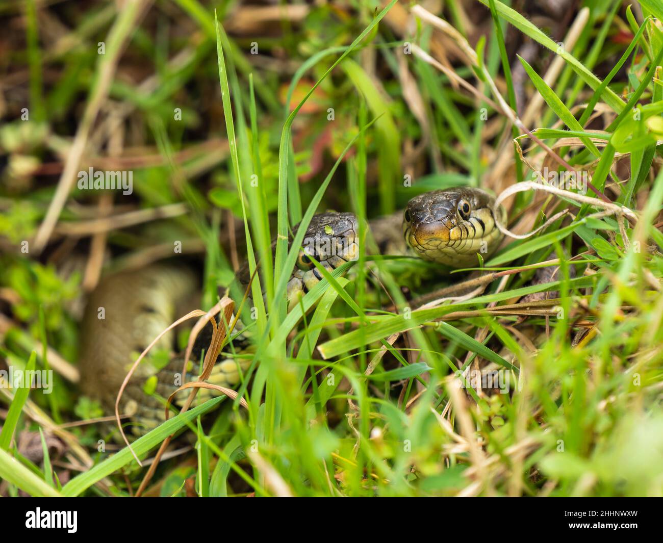 Grass snake portrait hi-res stock photography and images - Alamy