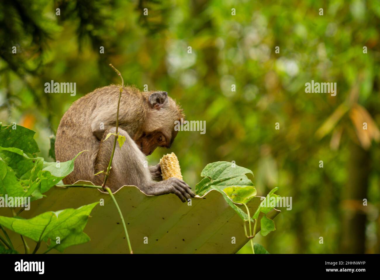 A wild monkey that came down the mountain due to an eruption, is eating ...