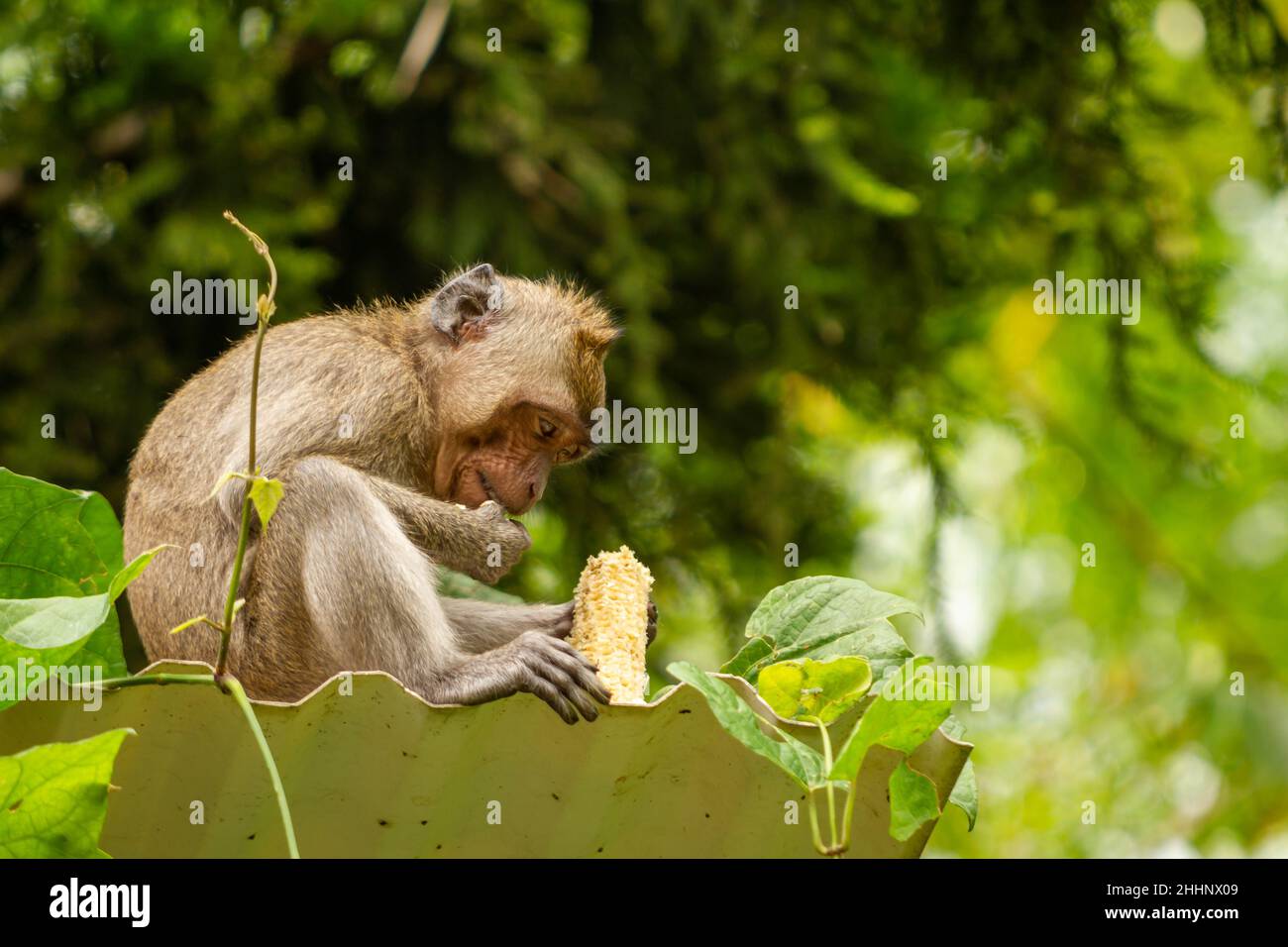 A wild monkey that came down the mountain due to an eruption, is eating ...
