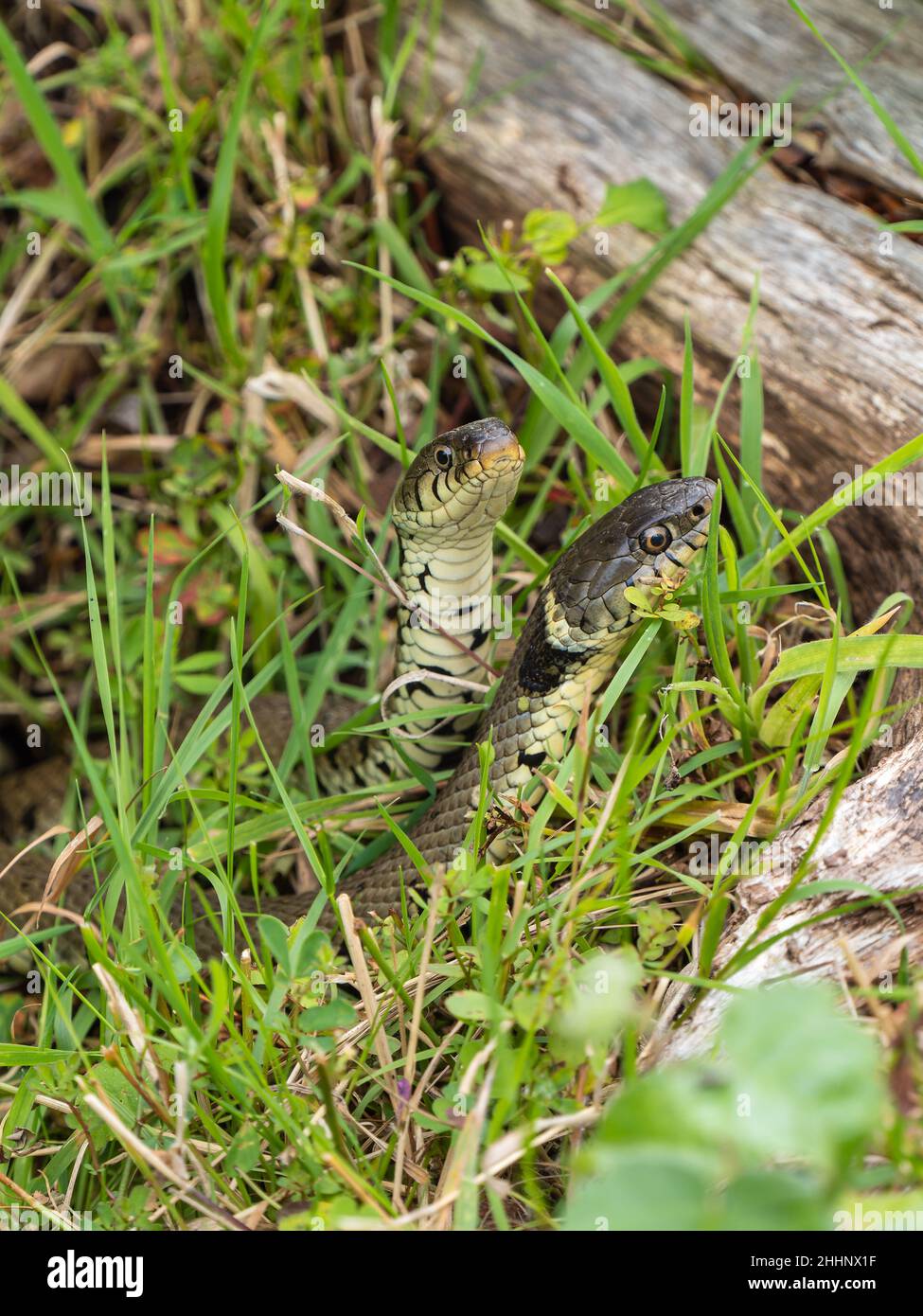 Grass snake natrix natrix surrey hi-res stock photography and images ...