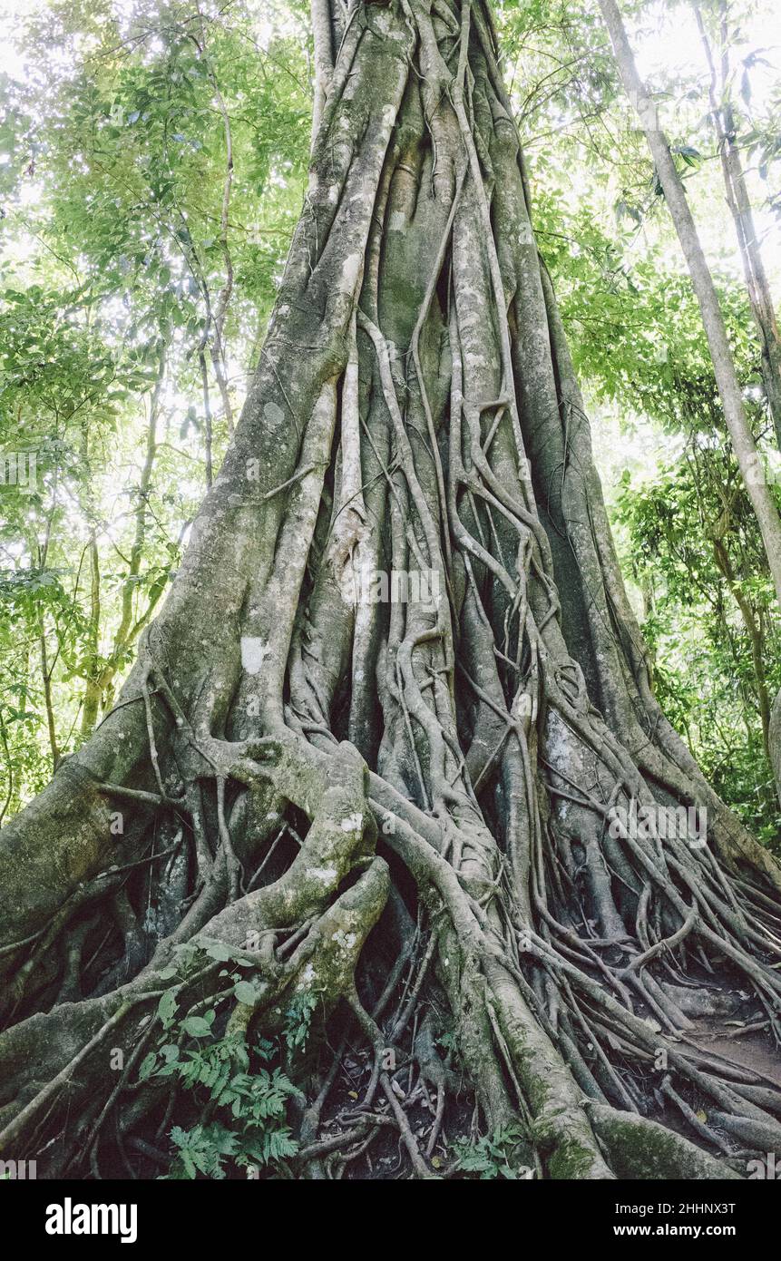 Vertical shot of a tall tree with with many thin joined roots Stock ...