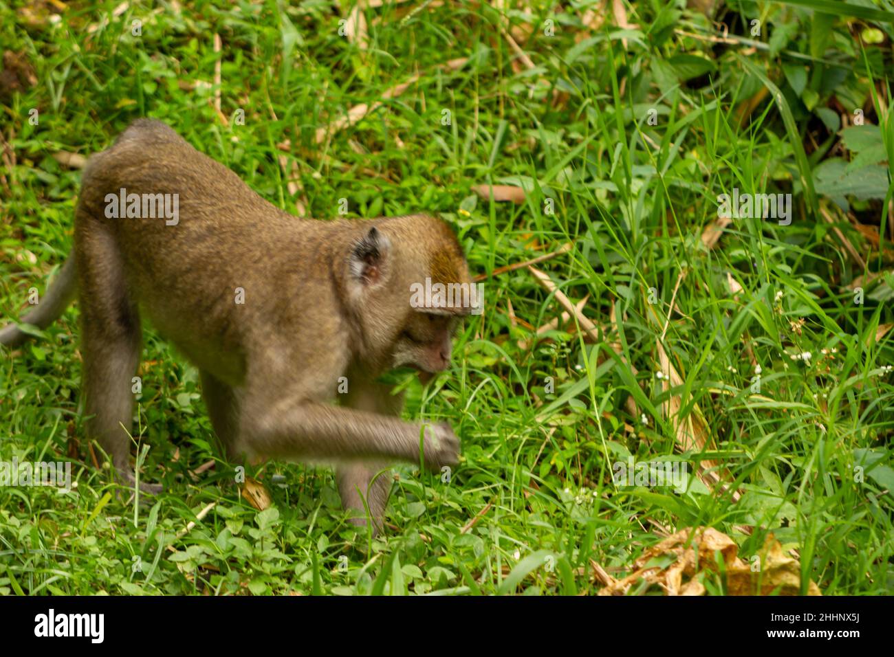 Monkey in a field hi-res stock photography and images - Alamy