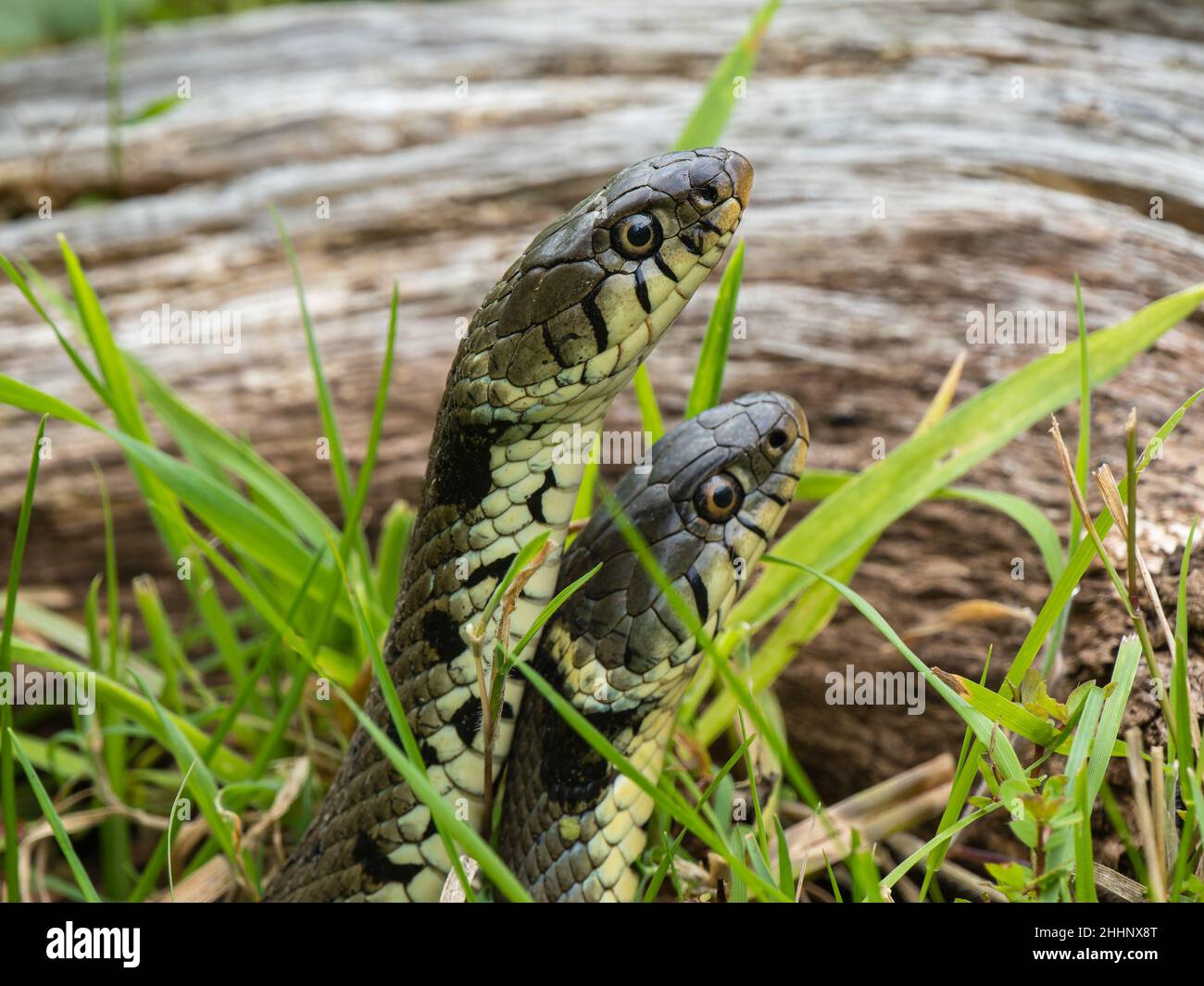 Grass snake natrix natrix surrey hi-res stock photography and images ...