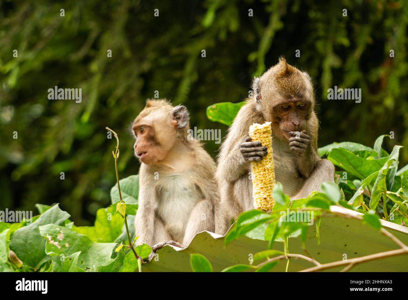 Two monkeys chlorocebus sabaeus hi-res stock photography and images - Alamy