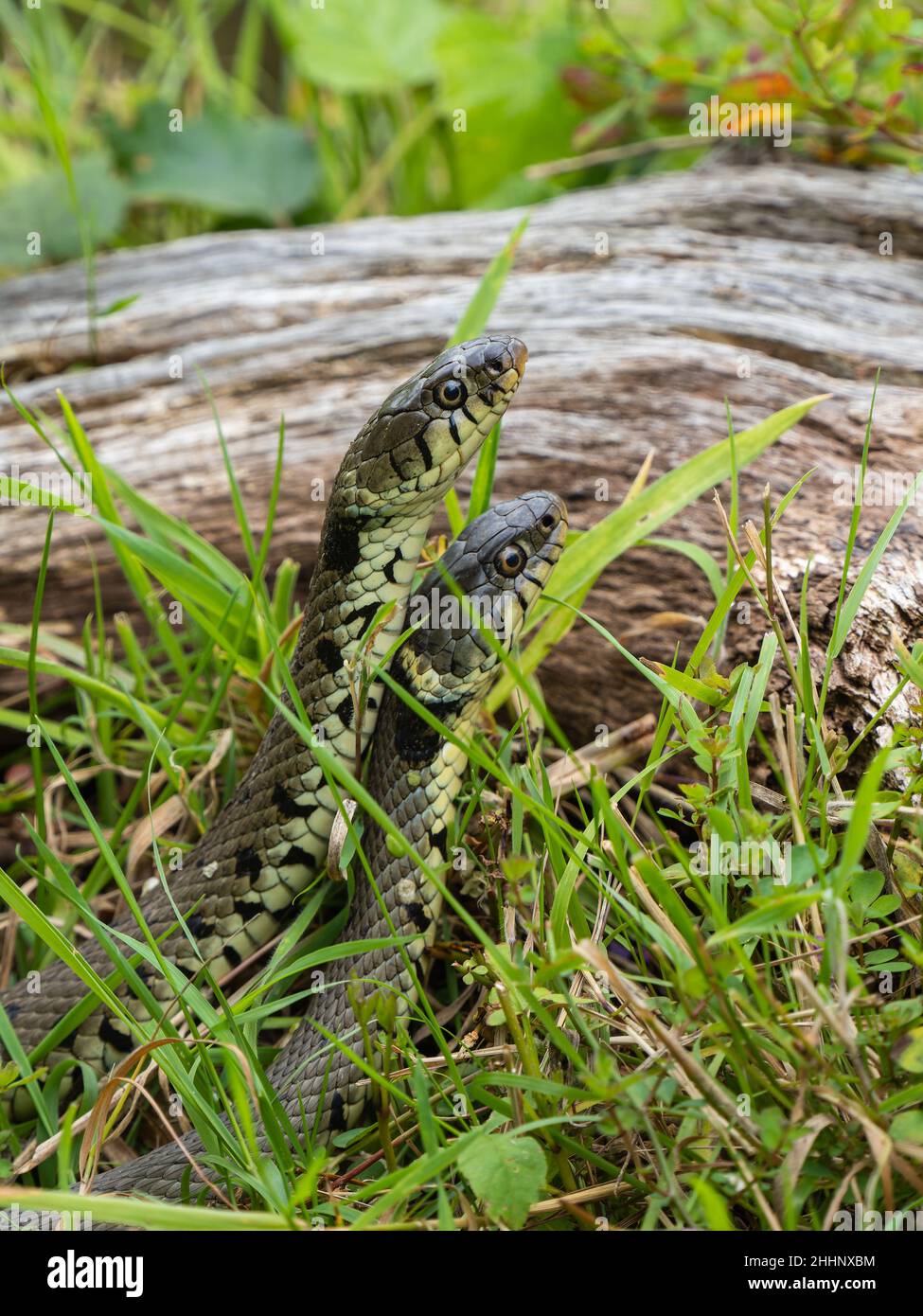Grass Snake Portrait in Grass Stock Photo - Alamy