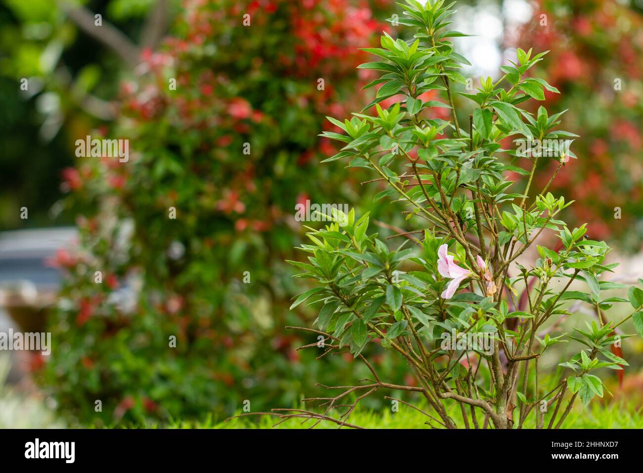 A shrub that grows in the highlands, as a fill plant in gardens or the ...