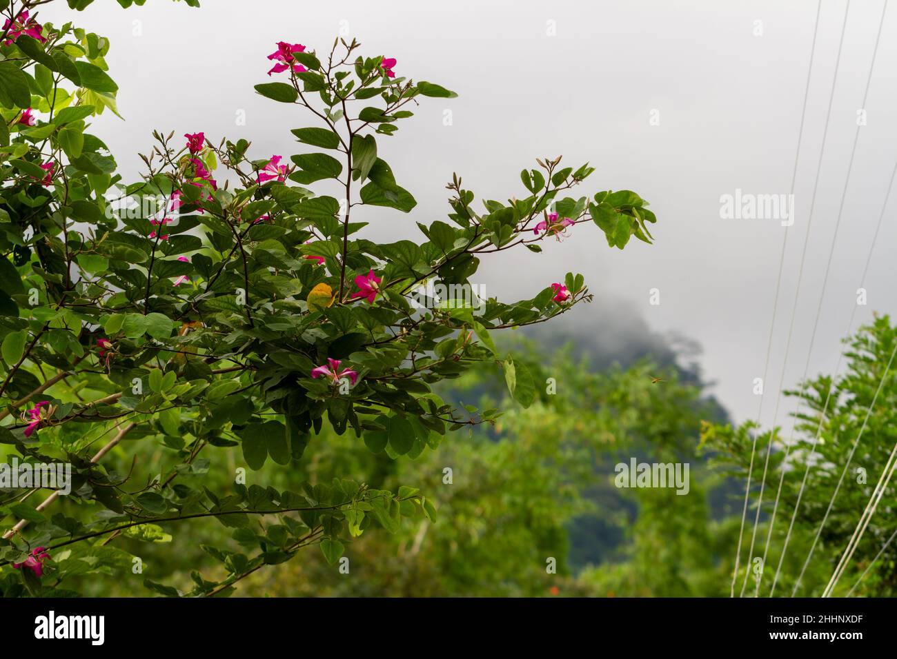 A shrub that grows in the highlands, as a fill plant in gardens or the ...