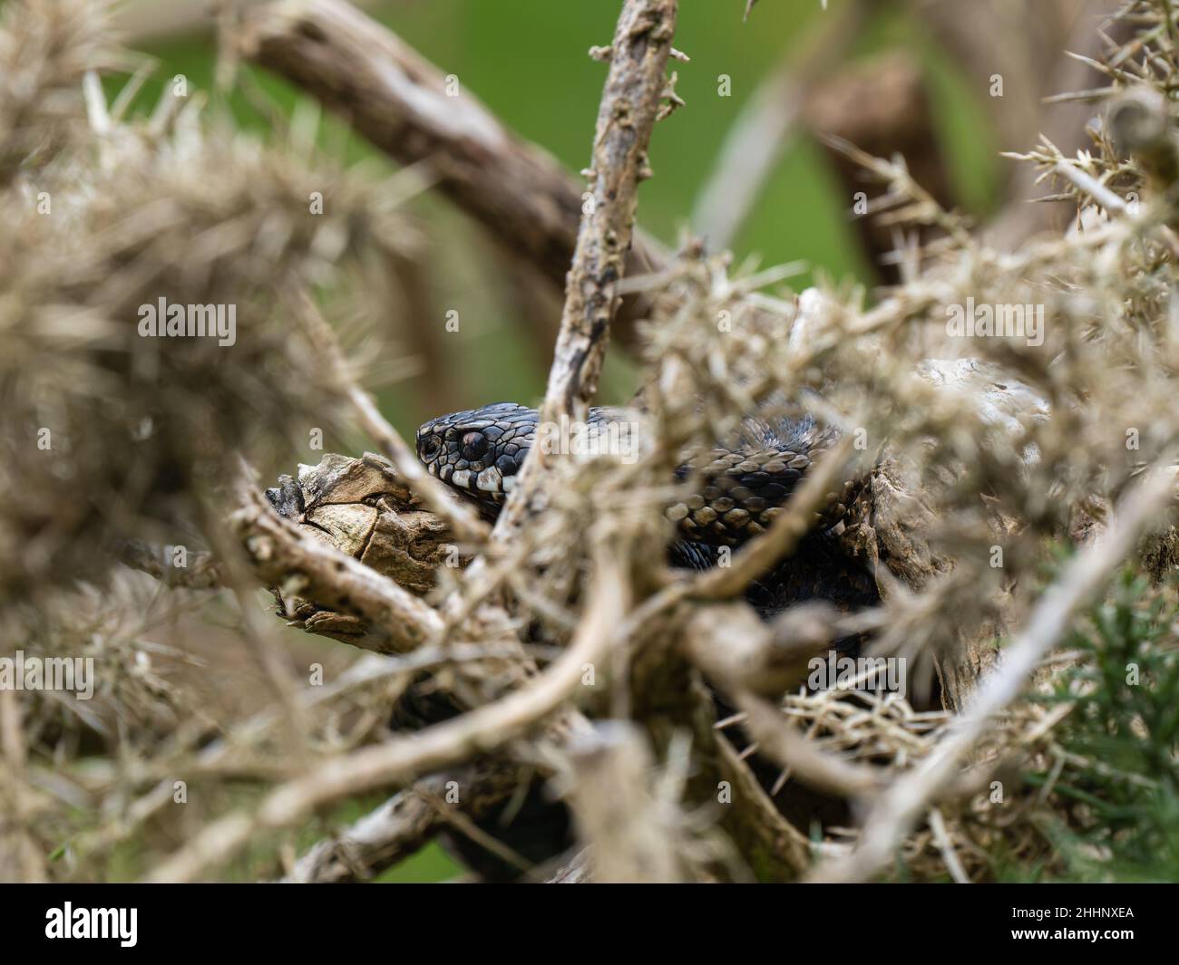 Adder Snake Climbing a Gorse Bush Stock Photo - Alamy
