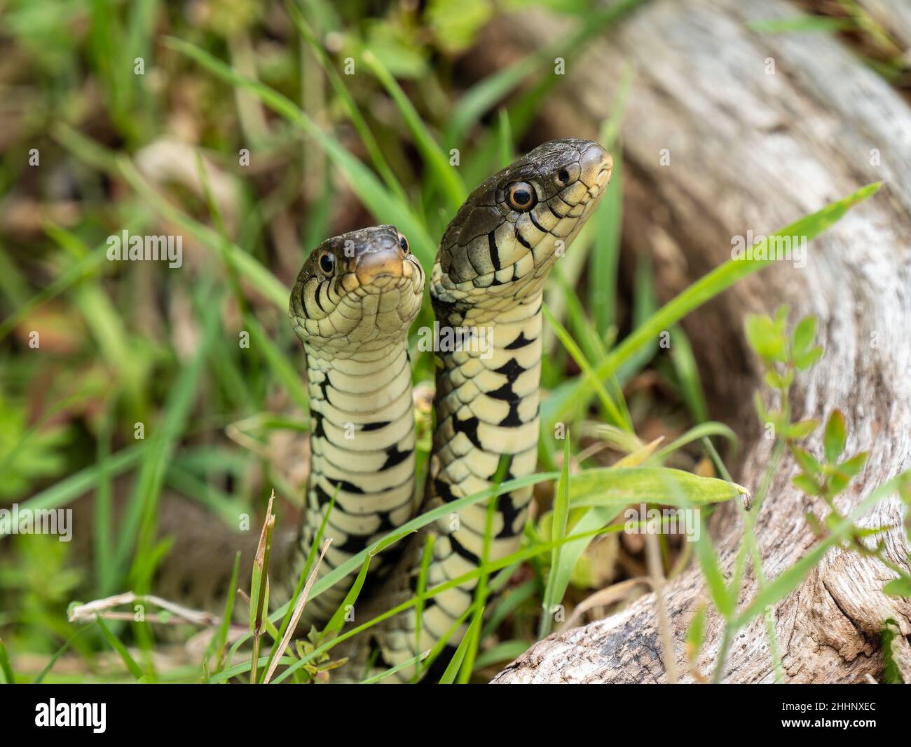 Grass Snake Portrait in Grass Stock Photo - Alamy