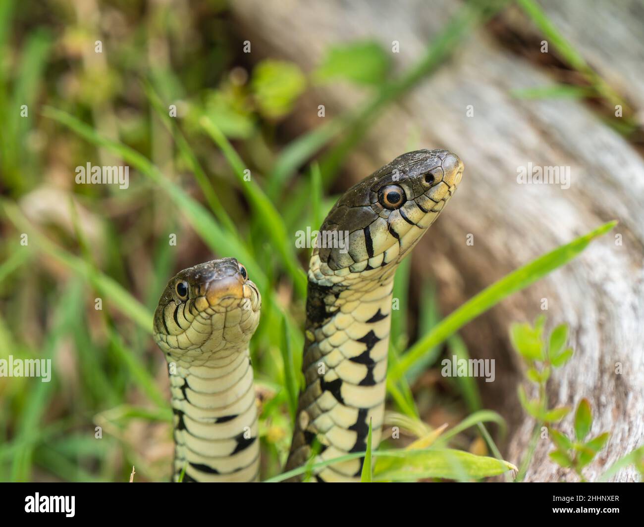 Grass snake natrix natrix surrey hi-res stock photography and images ...