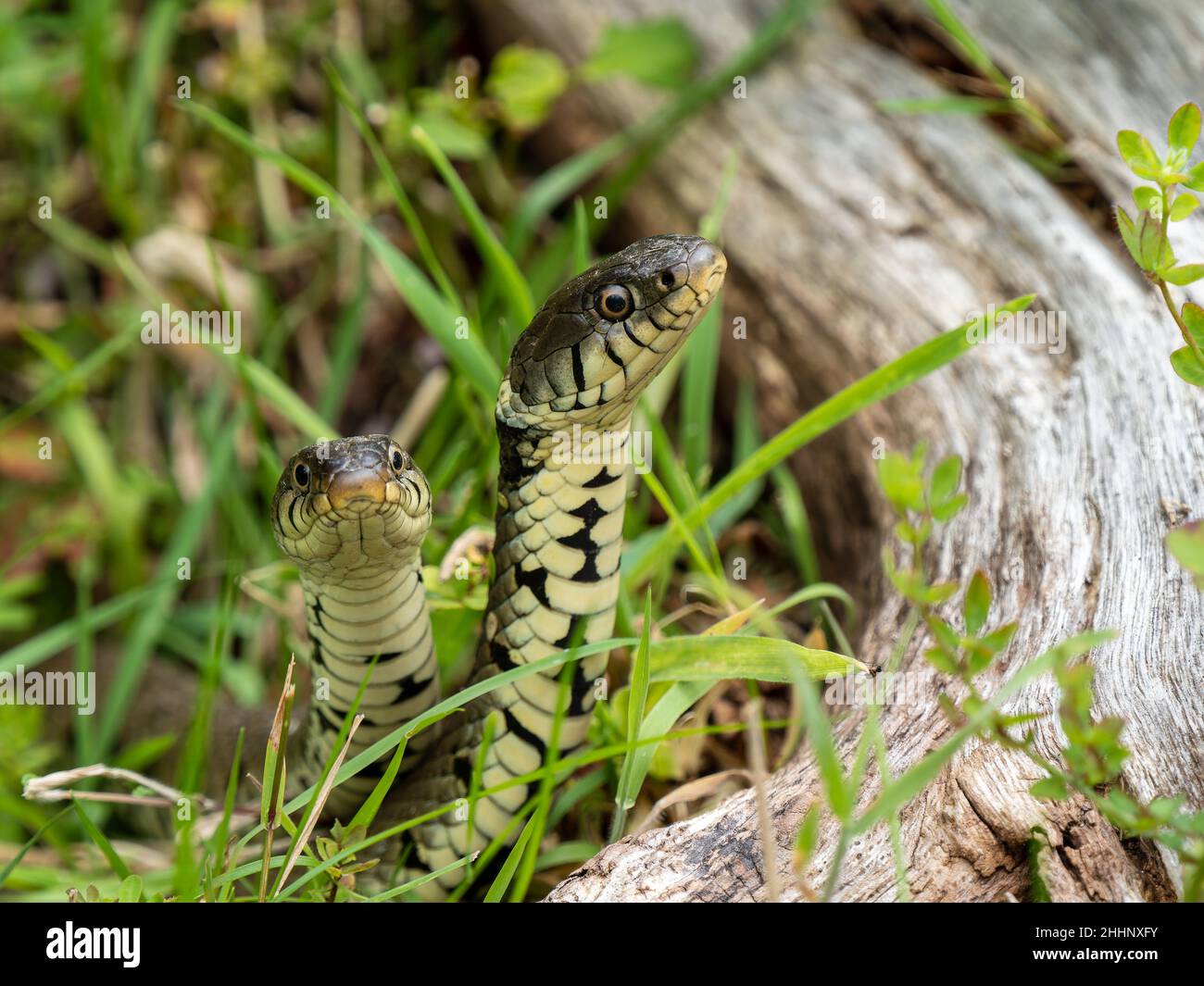 Grass snake natrix natrix surrey hi-res stock photography and images ...