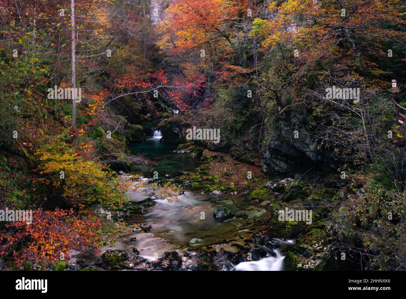Deep woods hi-res stock photography and images - Alamy