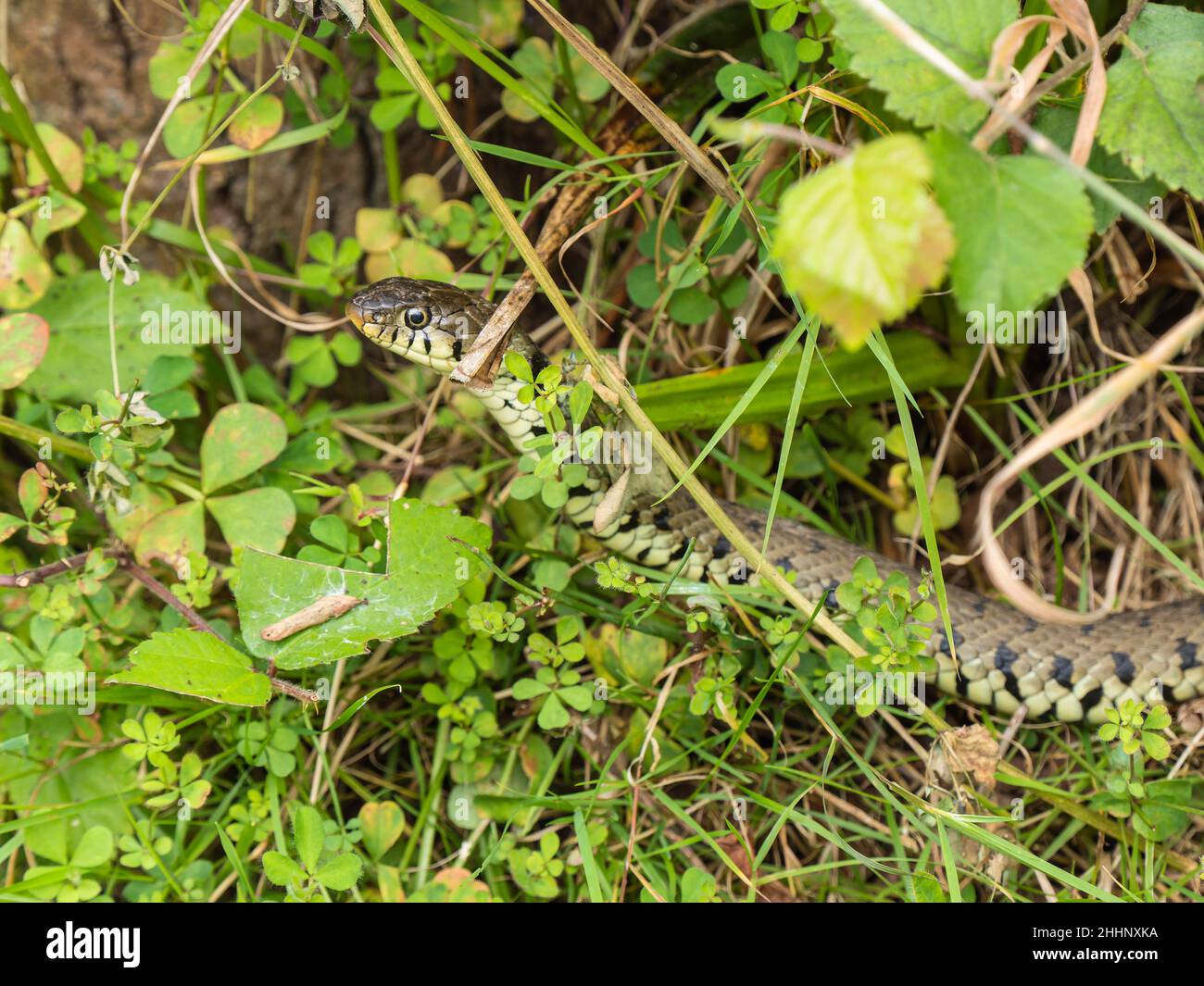 Grass snake natrix natrix surrey hi-res stock photography and images ...