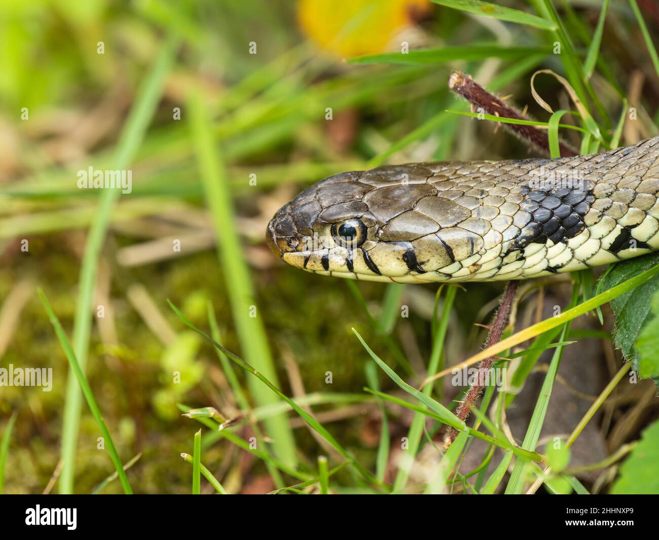 Grass snake natrix natrix surrey hi-res stock photography and images ...