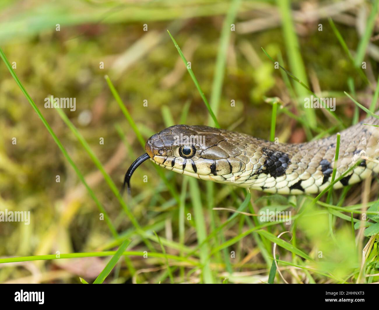 Grass Snake Head Portrait in Grass Stock Photo - Alamy