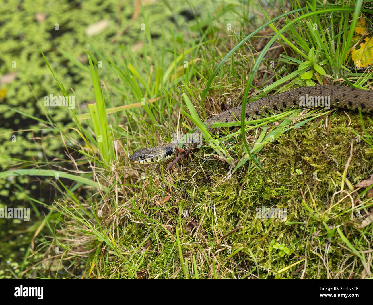Grass snake natrix natrix surrey hi-res stock photography and images ...