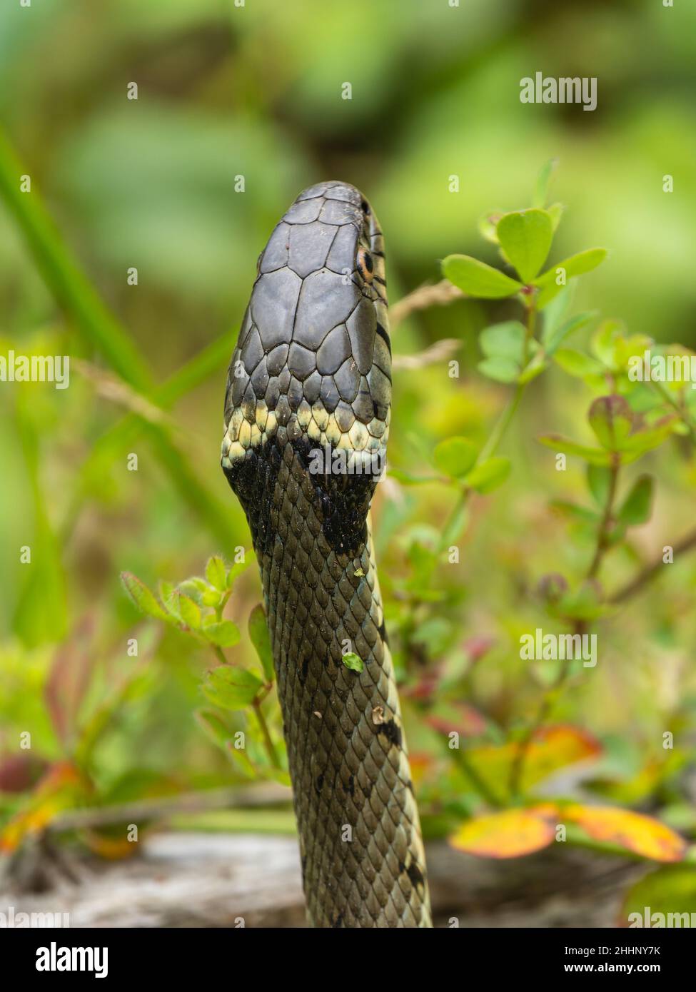 Rear snake head hi-res stock photography and images - Alamy