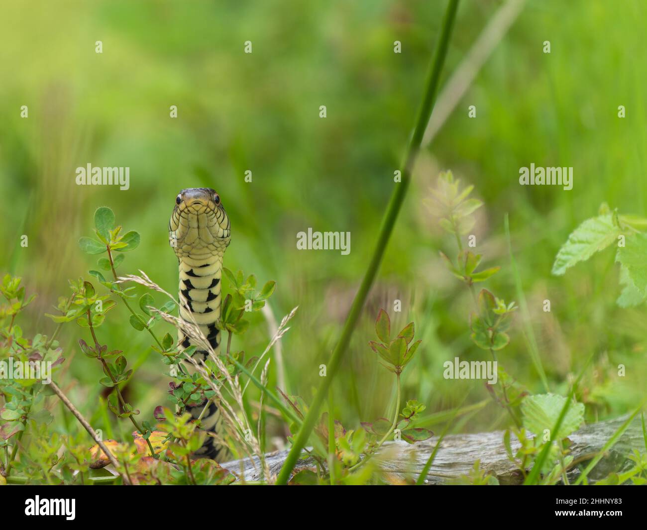 Grass Snake Portrait in Grass Stock Photo - Alamy