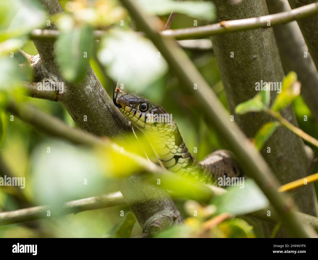 Grass Snake in a Bush Stock Photo - Alamy