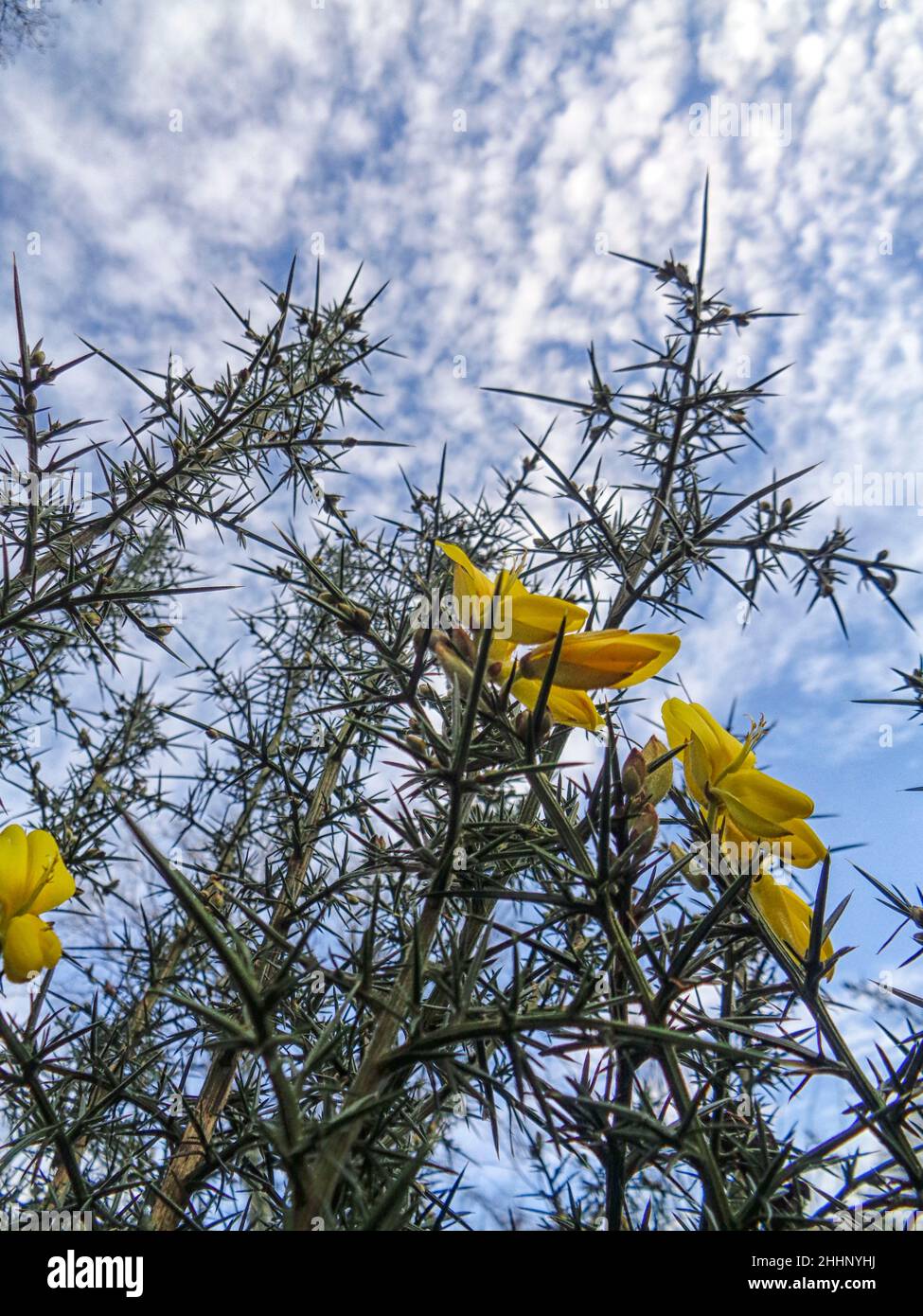 Close up natural spring flower portrait of common Gorse (Ulex europaeus ...