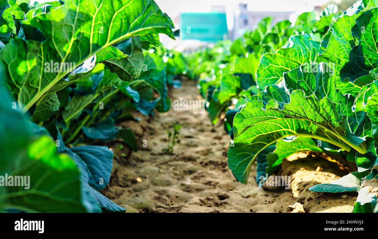 Side view, Green cabbages plants in line grow on field. View of ...