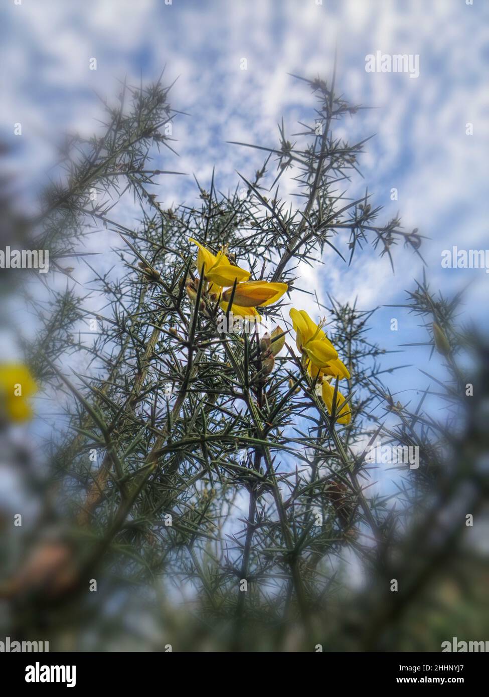 Close up natural spring flower portrait of common Gorse (Ulex europaeus ...