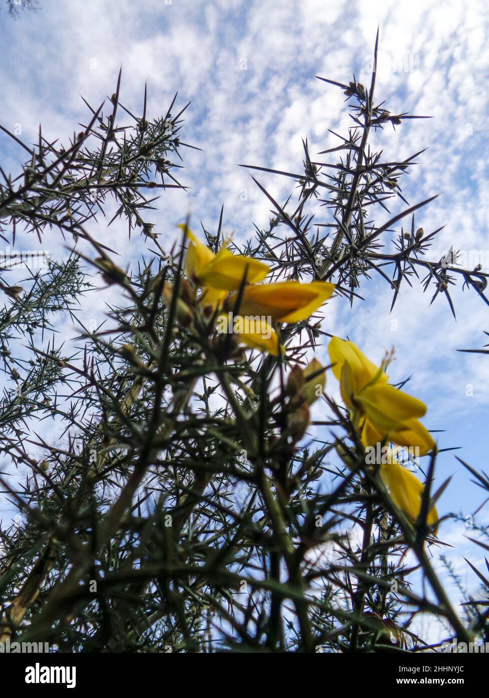Close up natural spring flower portrait of common Gorse (Ulex europaeus ...