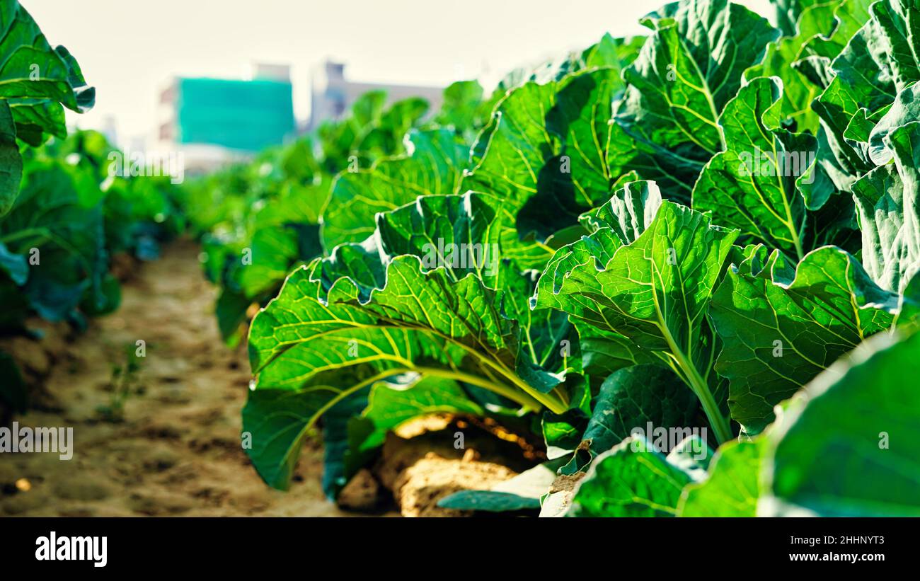 Side view of a freshly growing cabbage field. fresh green cabbages ...