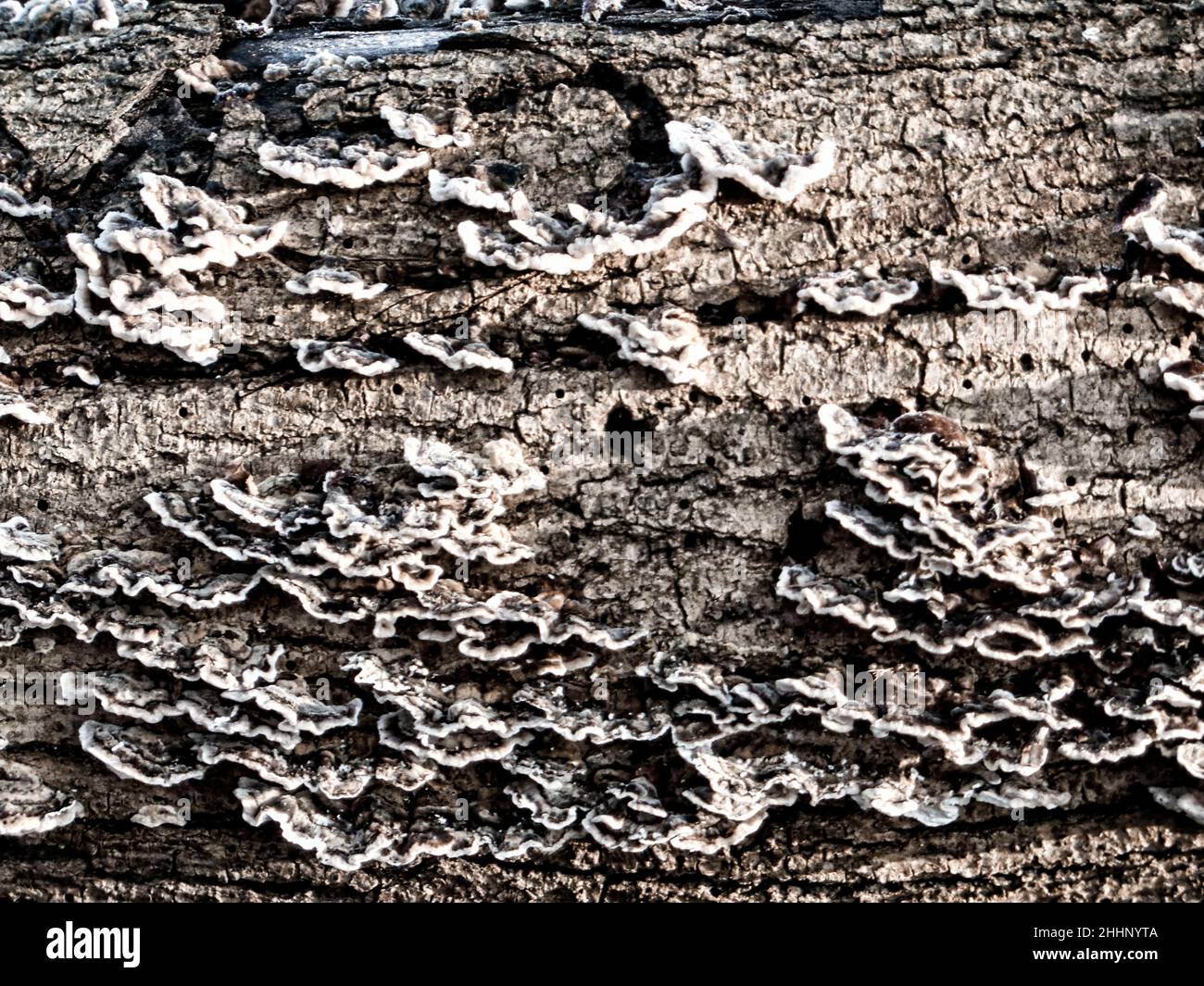 Choas, abstract patterns and textures in nature and the environment ...