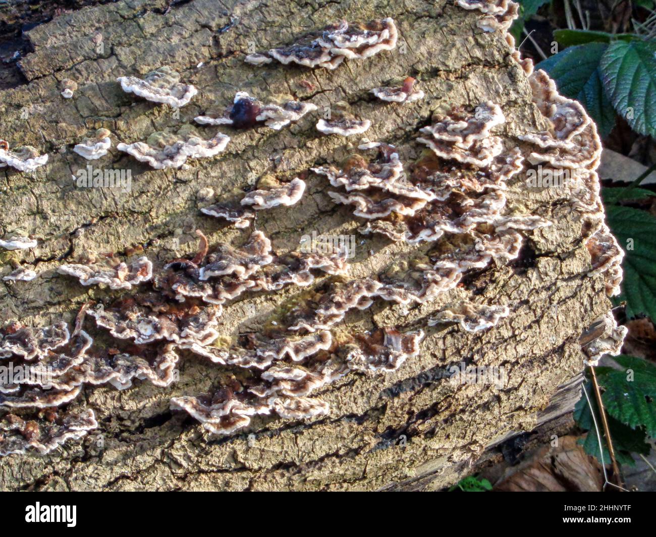 Choas, abstract patterns and textures in nature and the environment ...