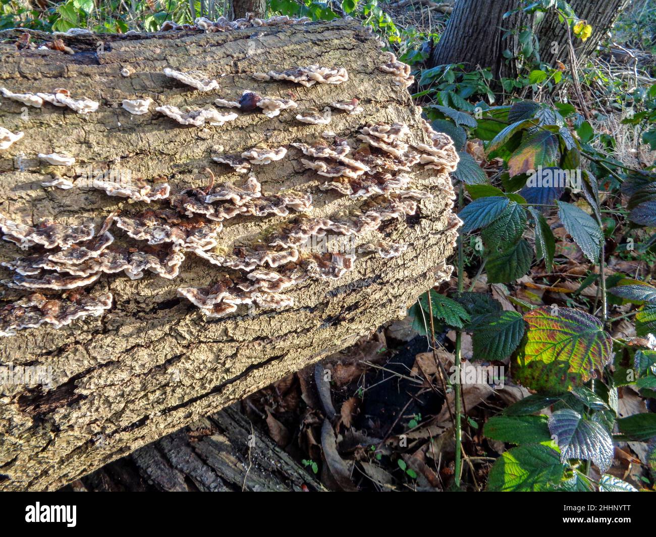 Choas, abstract patterns and textures in nature and the environment ...
