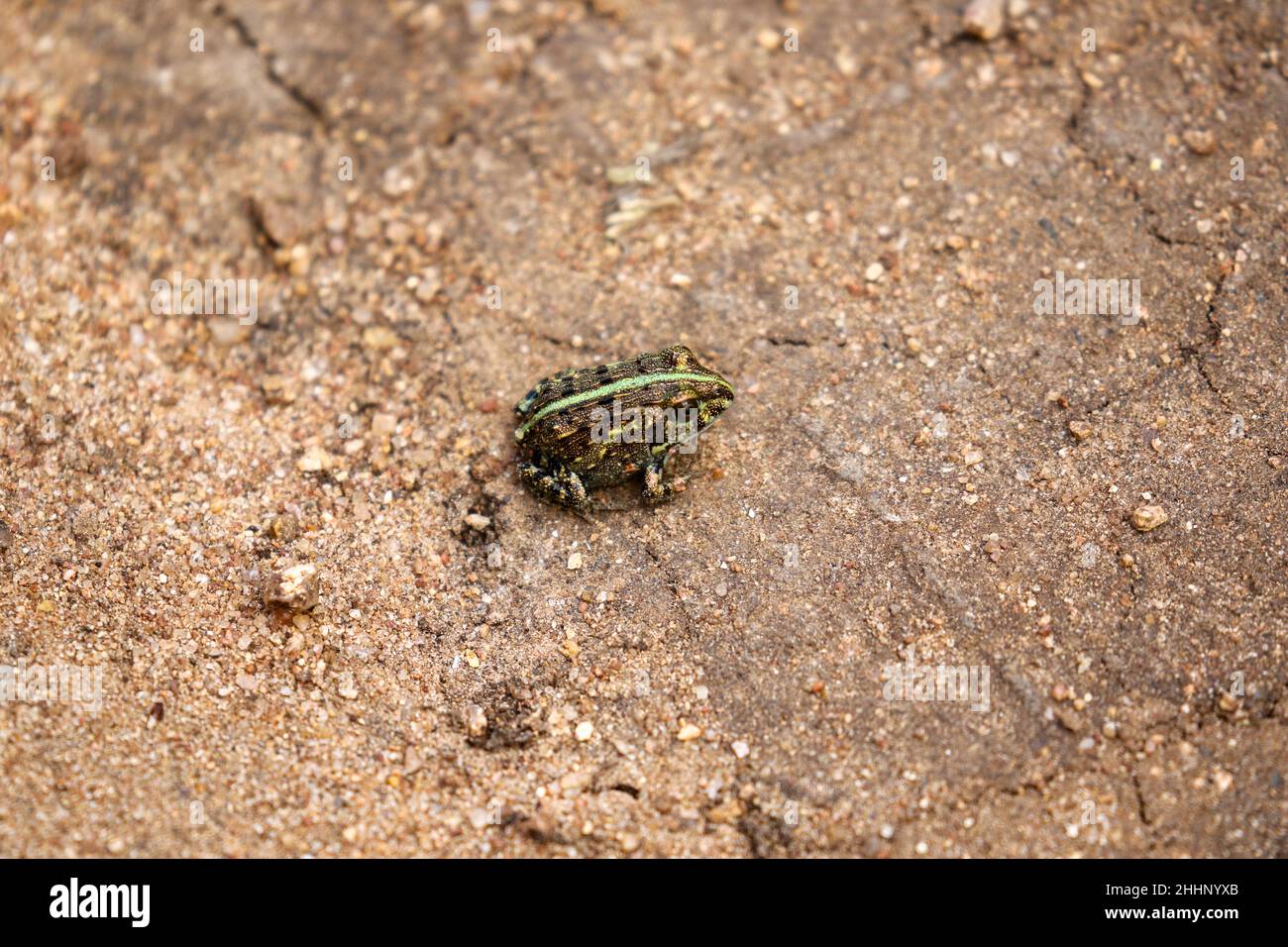 Tiny baby African Bullfrog in the Kruger National Park Stock Photo - Alamy