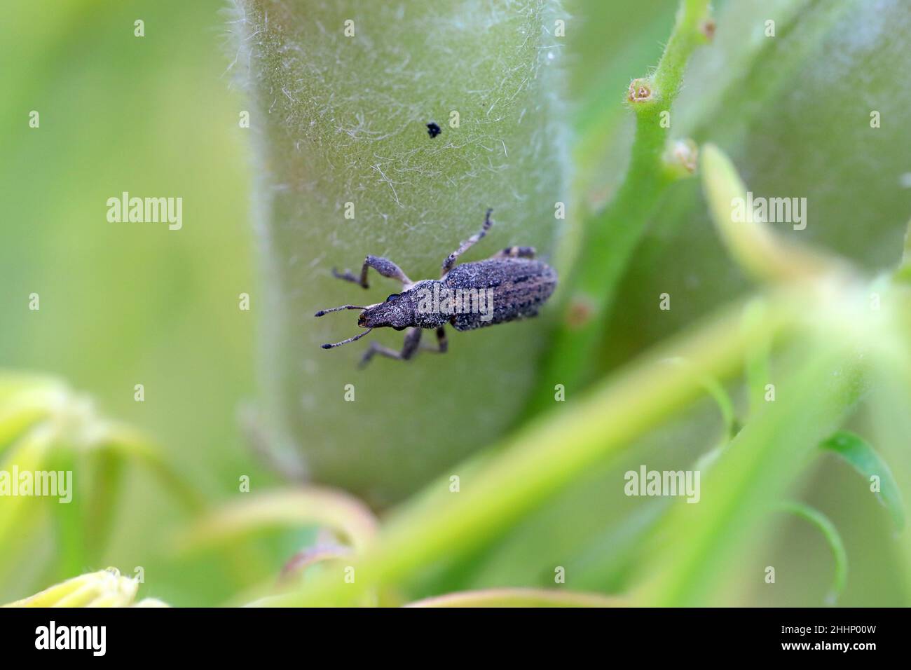 Legume lupine sprouts damaged by the insect pests - Sitona griseus ...