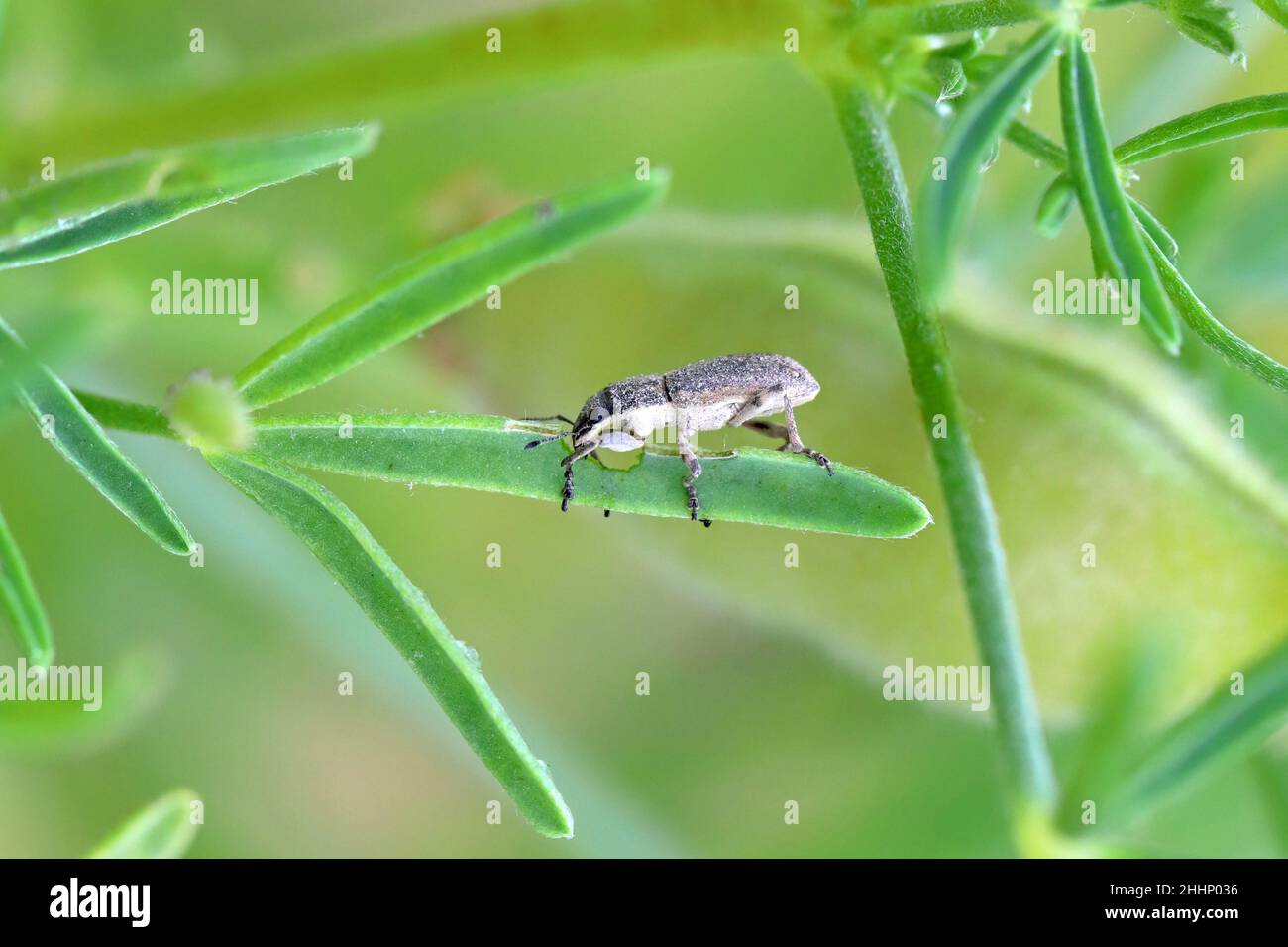 Legume lupine sprouts damaged by the insect pests - Sitona griseus ...