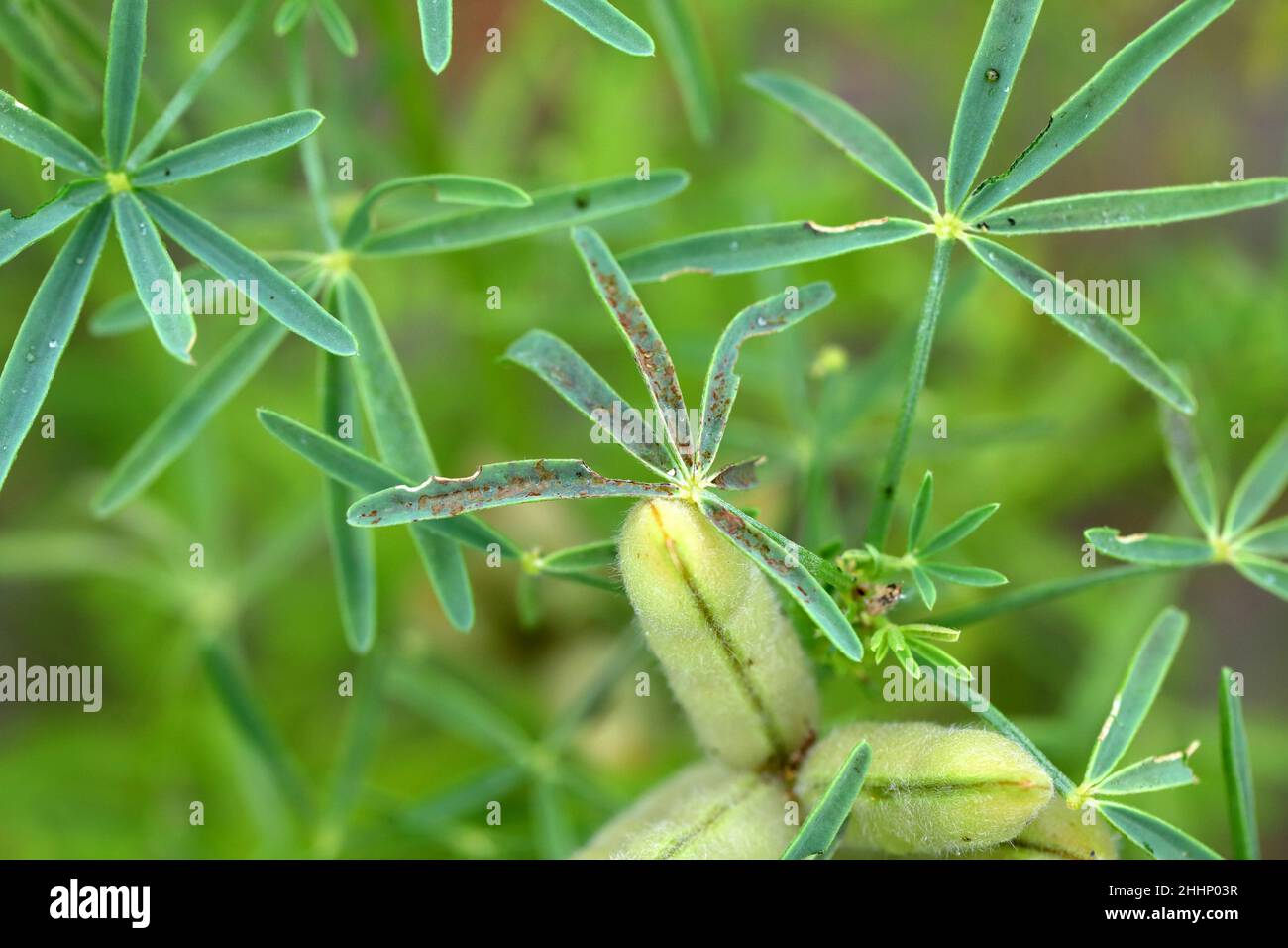 Legume lupine sprouts damaged by the insect pests - Sitona griseus ...