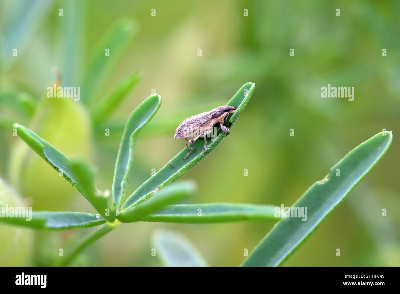 Legume lupine sprouts damaged by the insect pests - Sitona griseus ...