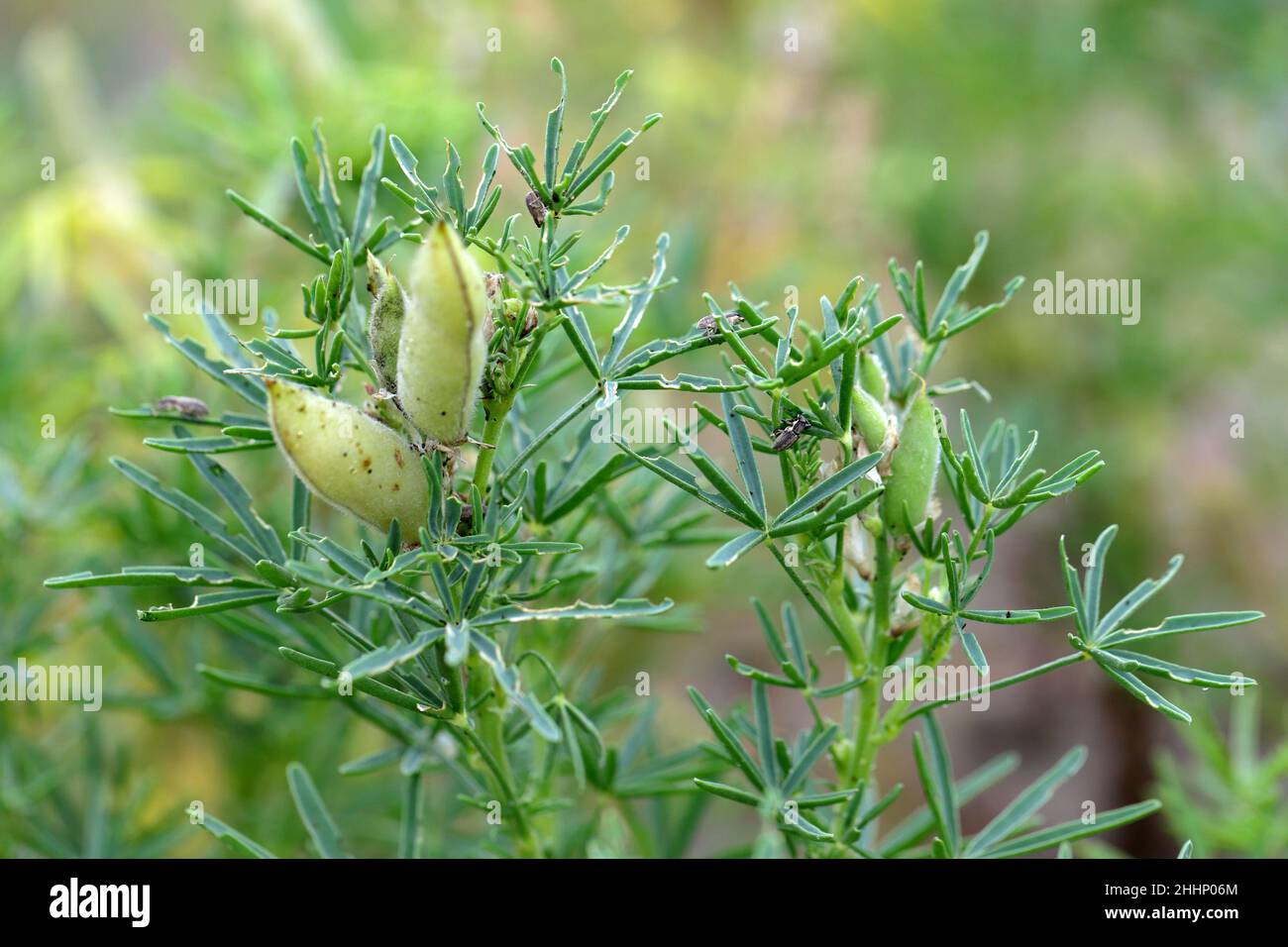 Legume lupine sprouts damaged by the insect pests - Sitona griseus ...