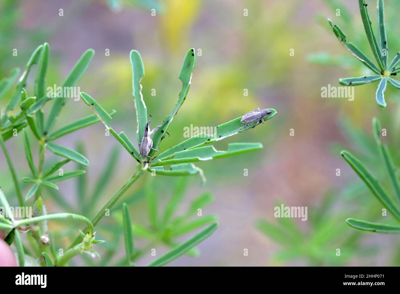 Legume lupine sprouts damaged by the insect pests - Sitona griseus ...