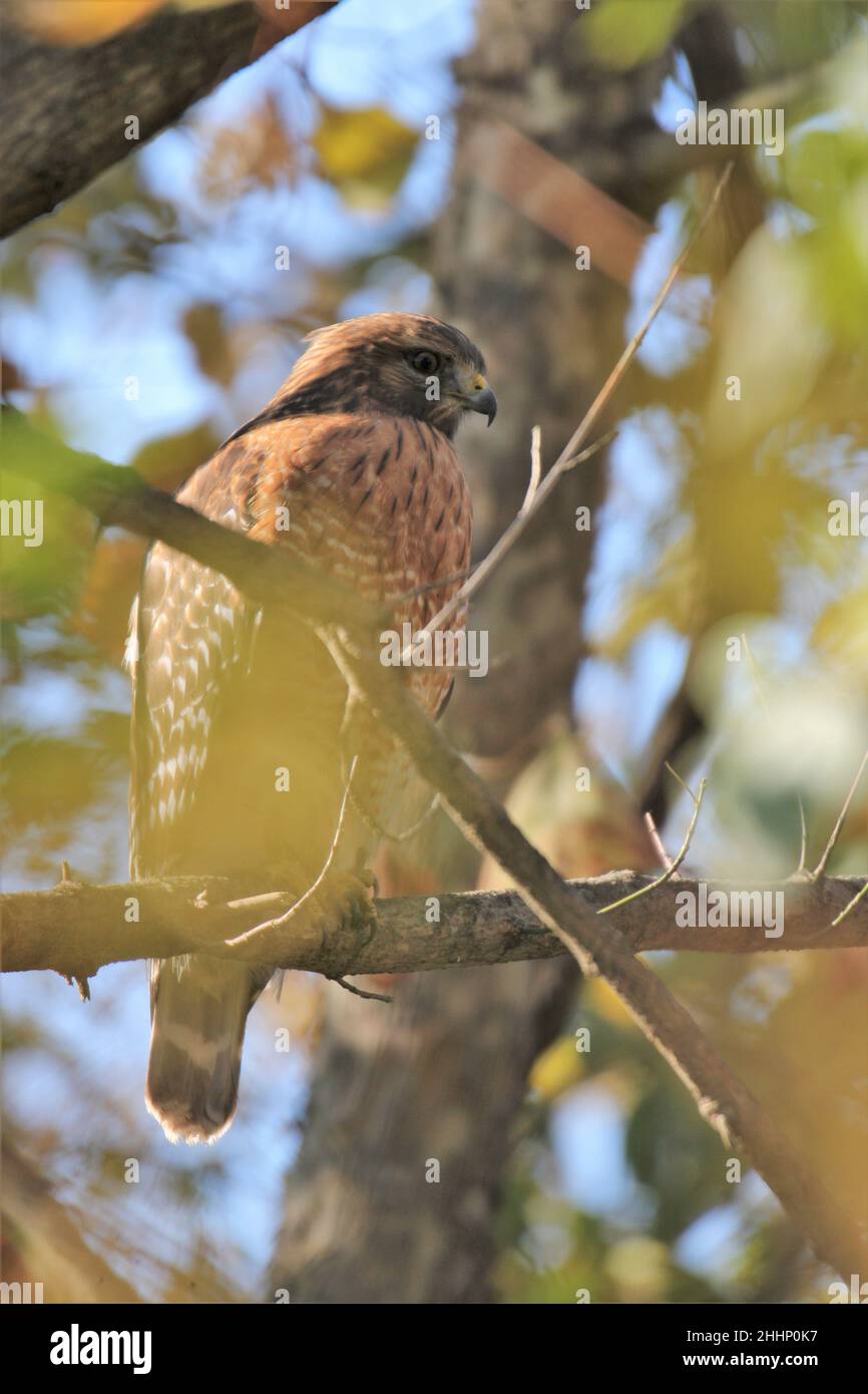 Fall wildlife hi-res stock photography and images - Alamy
