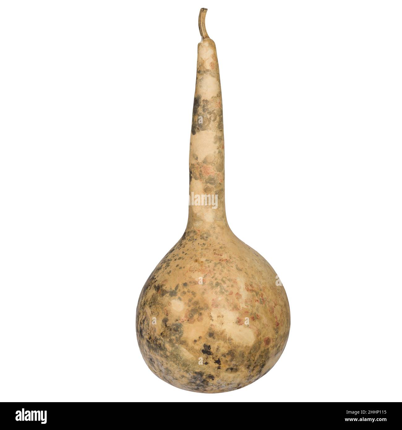 Calabash tree fruit Cut Out Stock Images & Pictures - Alamy