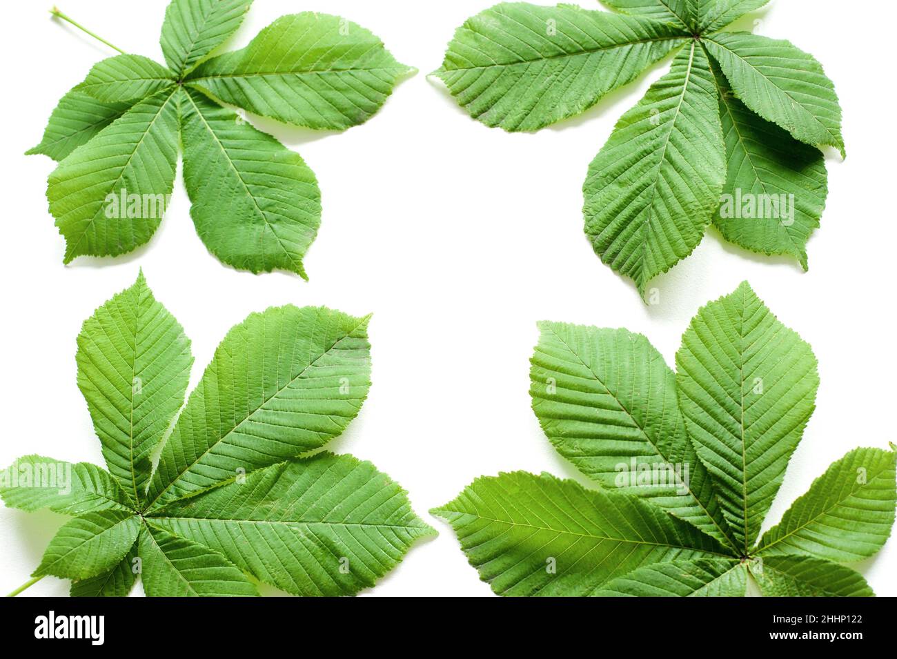 Chestnut leaves isolated on a white background. Summer mockup with ...