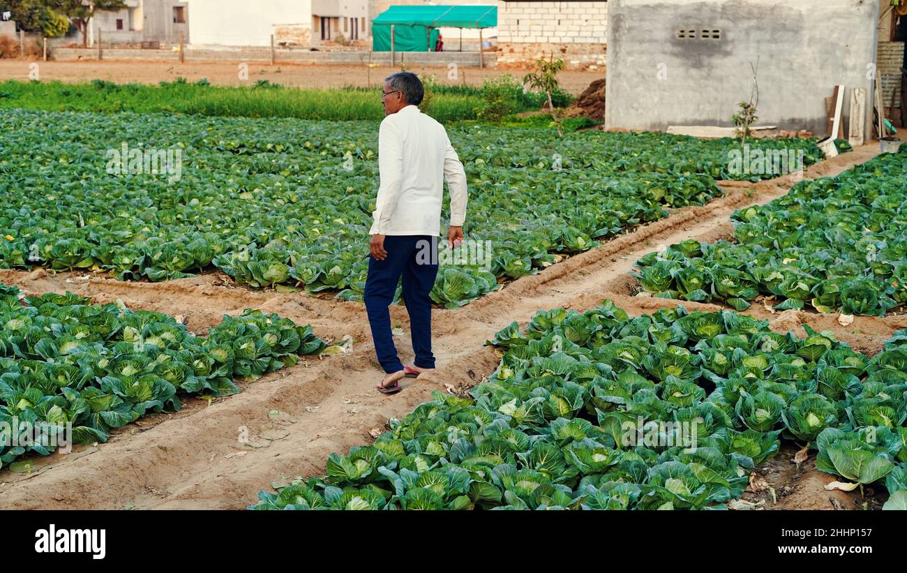 30 December 2021 Reengus, Rajasthan, India. Indian farmer in the ...